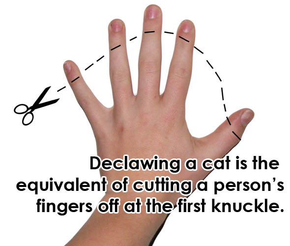 bad declawing